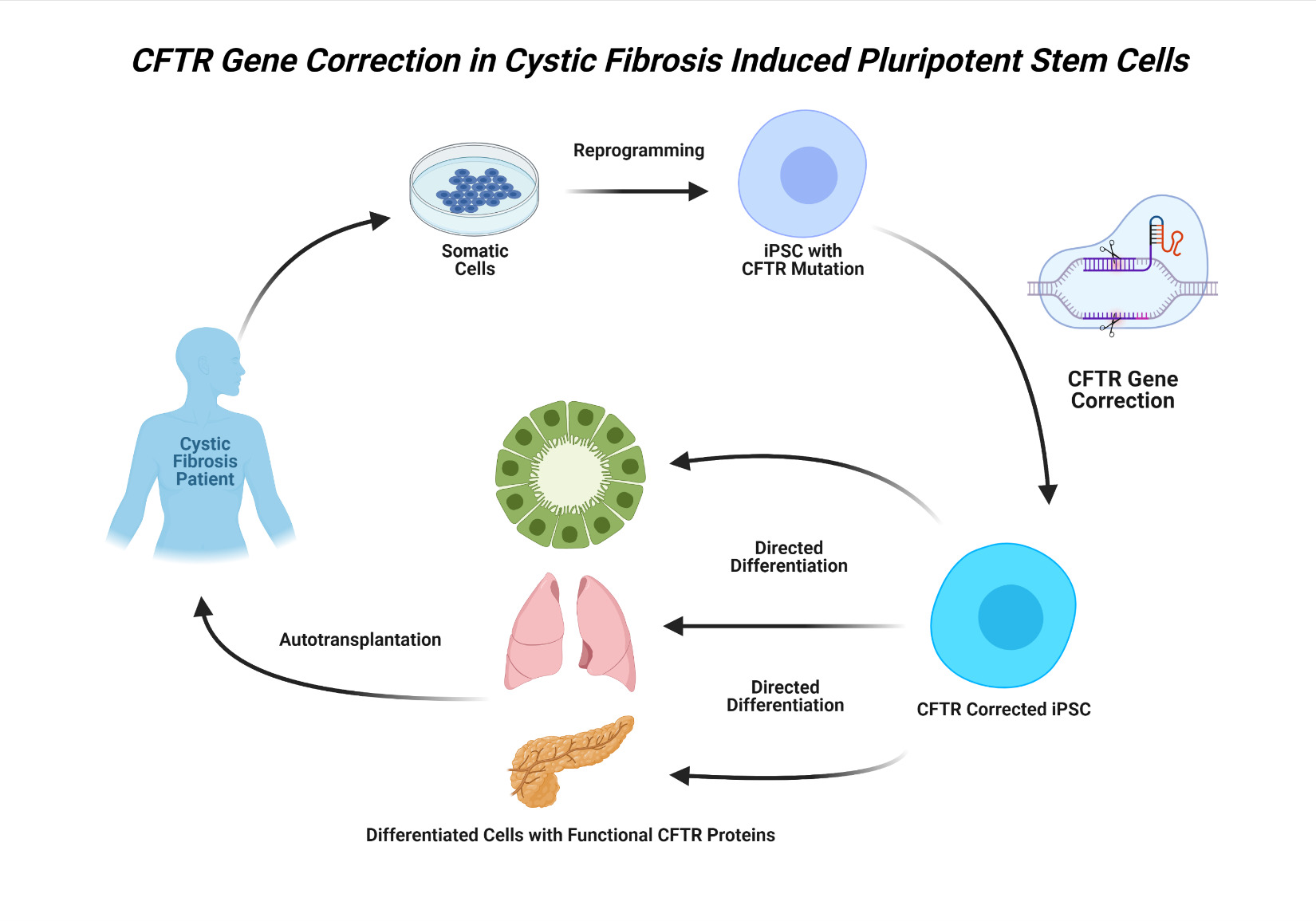 Curative Measures For Cystic Fibrosis A Perspective On Current Stem Curative Measures For Cystic Fibrosis A Perspective On Current Stem